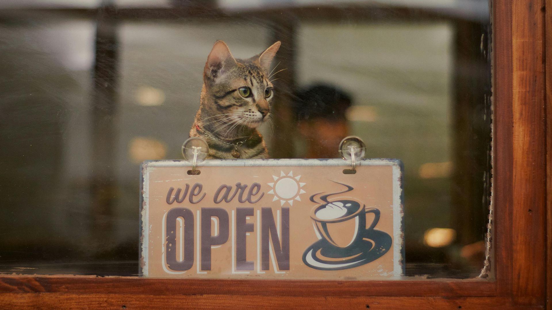 Coffee & Kittens: The Cutest Cat Cafes In America - TheSpicyChefs