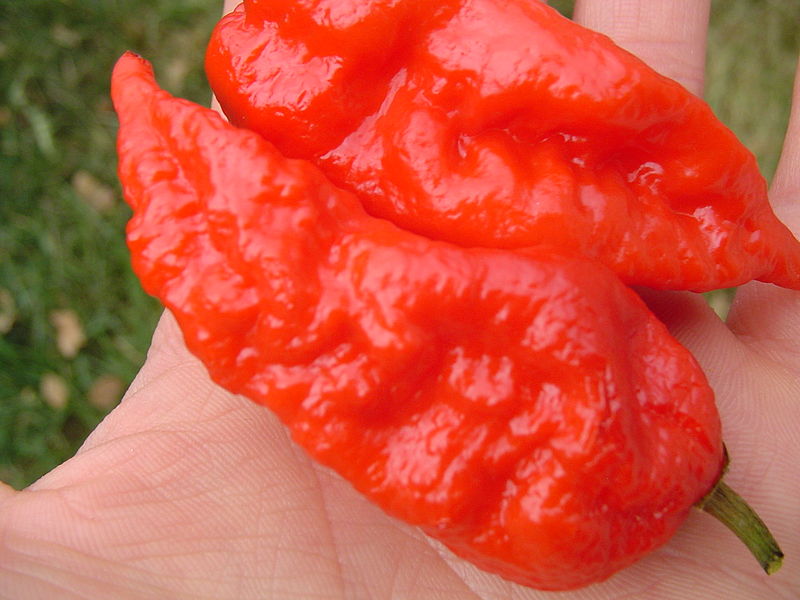 The 20 Hottest Peppers That Will Take You To Another Planet - TheSpicyChefs