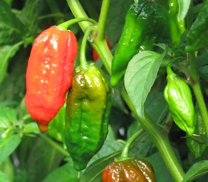 The 20 Hottest Peppers That Will Take You To Another Planet - TheSpicyChefs