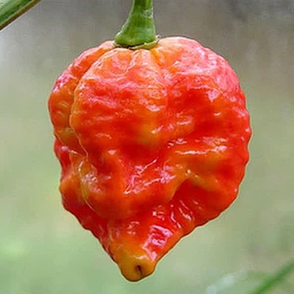 The 20 Hottest Peppers That Will Take You To Another Planet - TheSpicyChefs