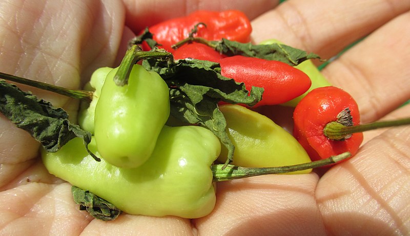 The 20 Hottest Peppers That Will Take You To Another Planet - TheSpicyChefs