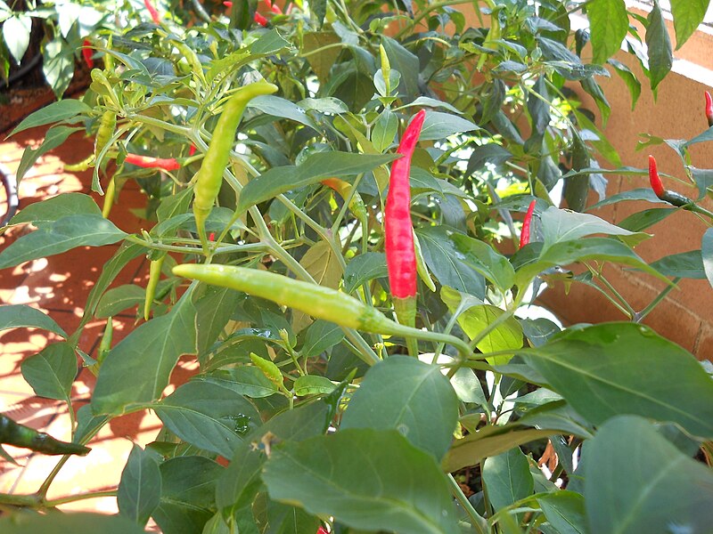 The 20 Hottest Peppers That Will Take You To Another Planet - TheSpicyChefs