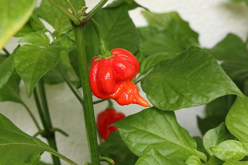The 20 Hottest Peppers That Will Take You To Another Planet - TheSpicyChefs