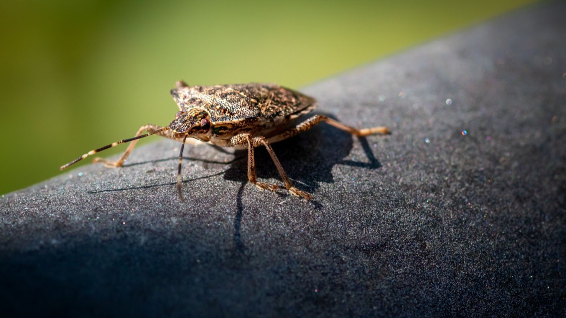 20 Gross Foods We Just Can't Get Enough Of - TheSpicyChefs