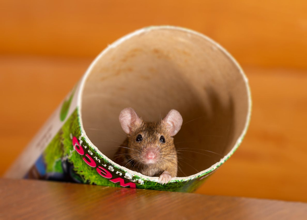 10 Foods That Attract Mice & 10 That Scare Them Away - TheSpicyChefs