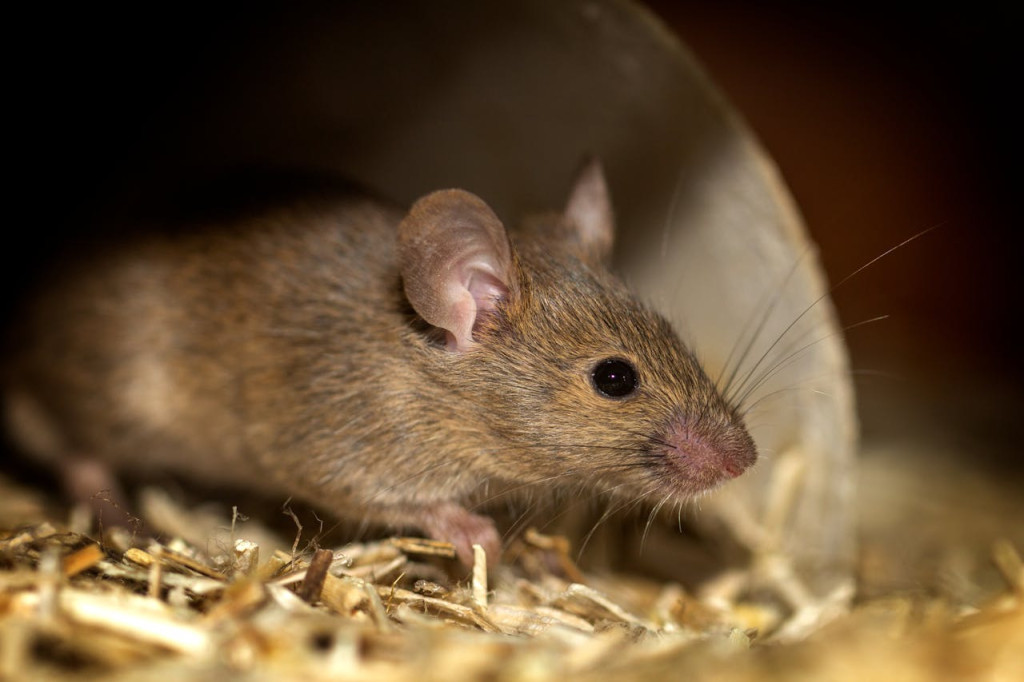10 Foods That Attract Mice & 10 That Scare Them Away - TheSpicyChefs