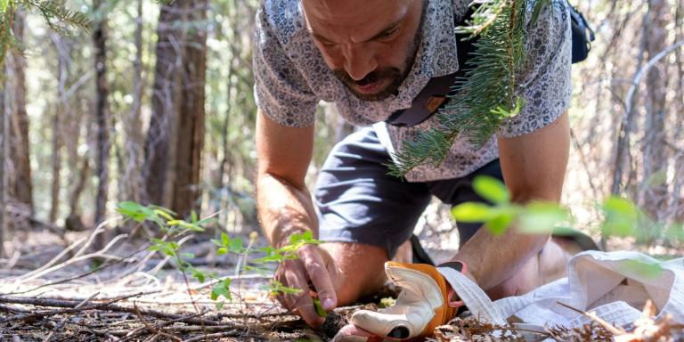 Survival 101: 20 Edible Things You Can Eat in the Wild To Keep You ...