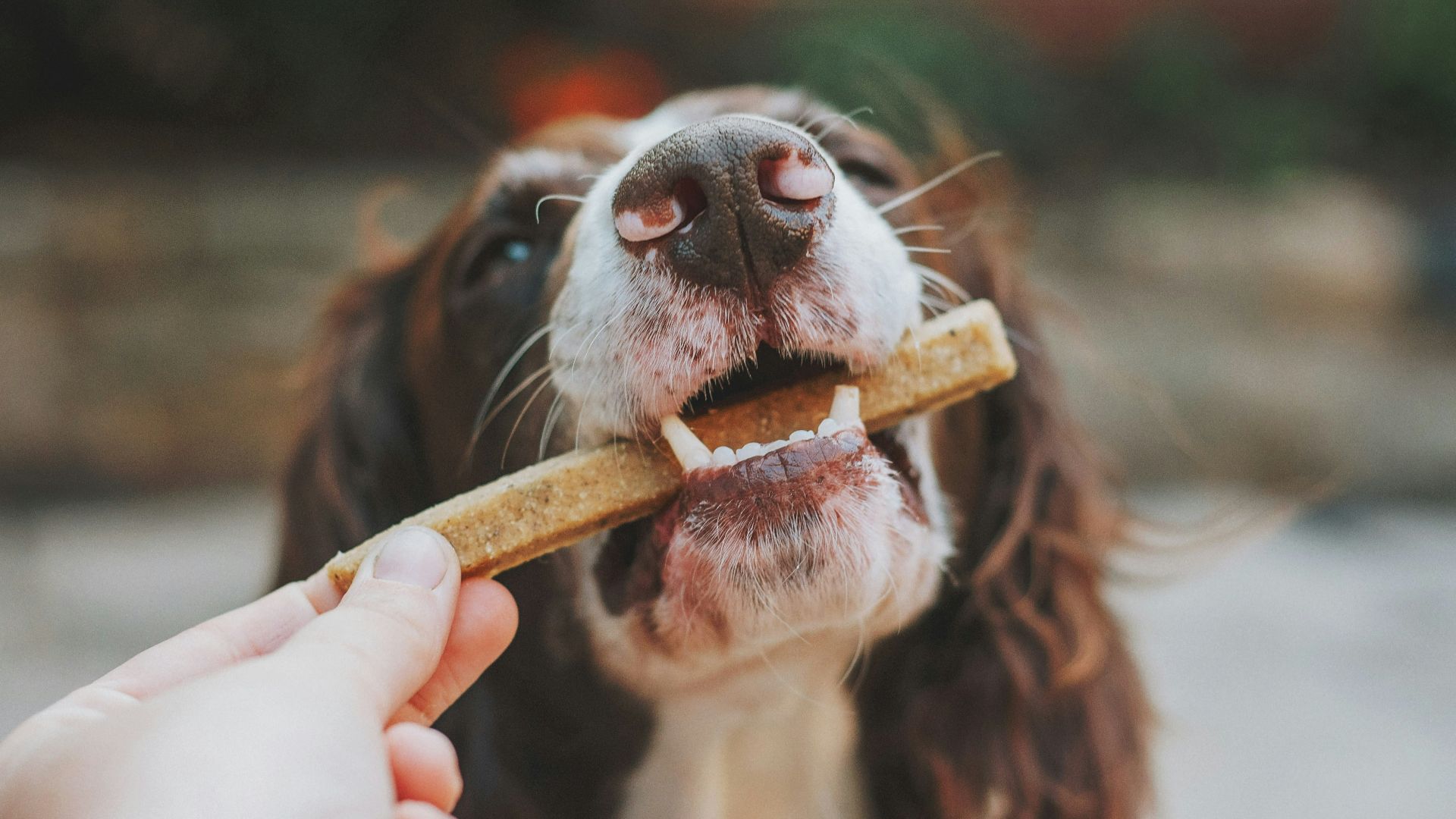 20 Easy Homemade Snacks You Can Make For Your Dog - TheSpicyChefs