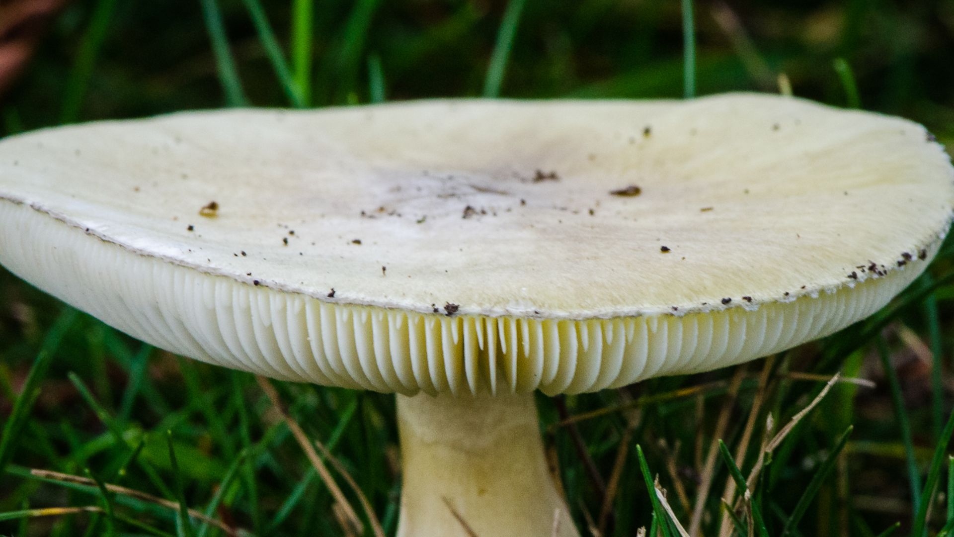 10 Poisonous Mushrooms You Should Never Eat & 10 Edible Varieties ...