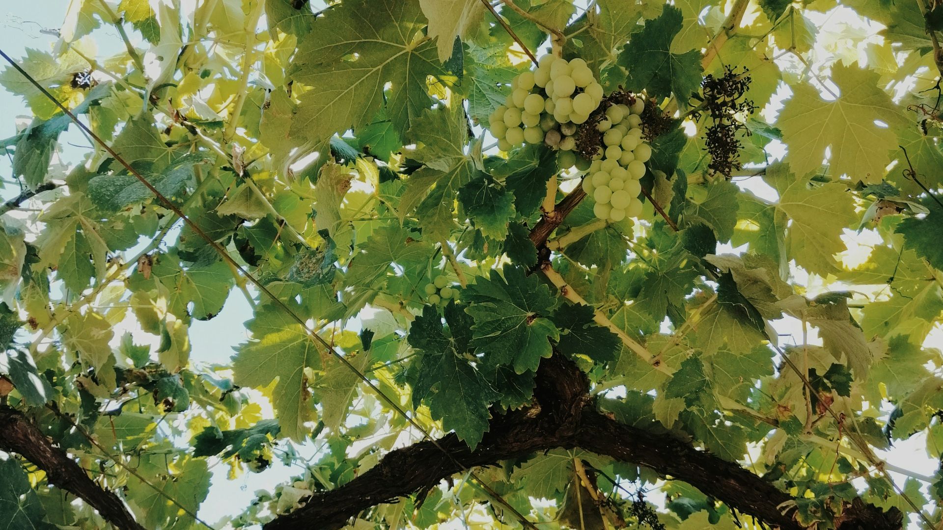 10 Vegetables With The Lowest Calcium Content & 10 That Have The ...