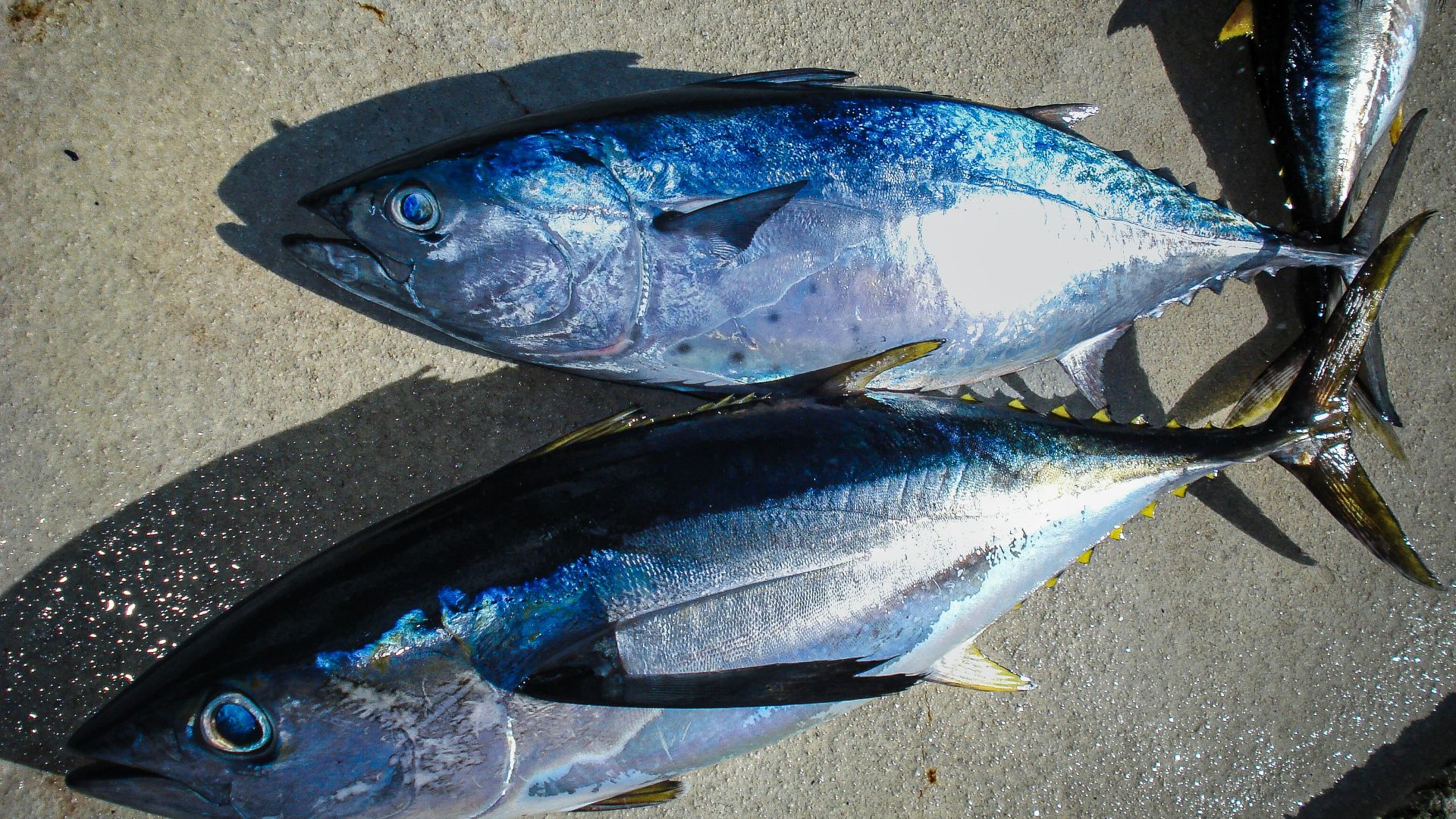 20 of the Most Unappetizing Foods In the World - TheSpicyChefs